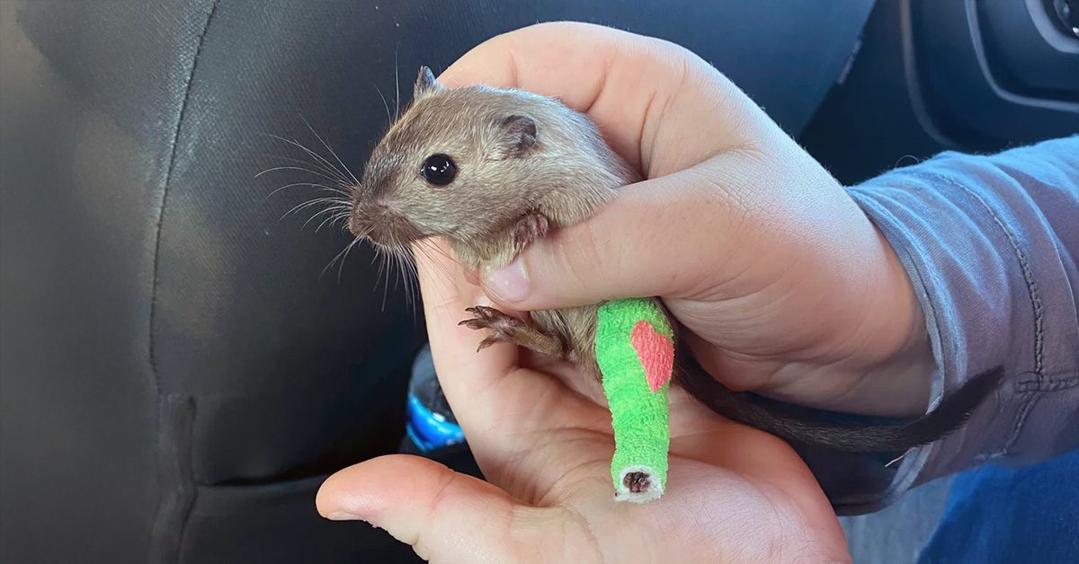 Health Guide: Common Gerbil Ailments - Hill Country Gerbils